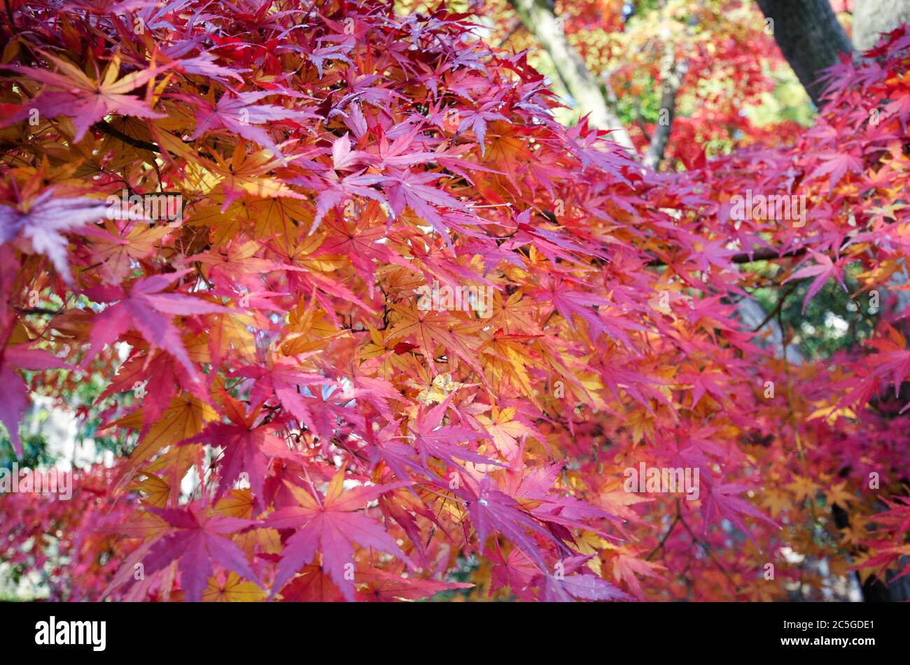 Autumn leaves in Japan. Autumn is one of the most famous seasons to ...