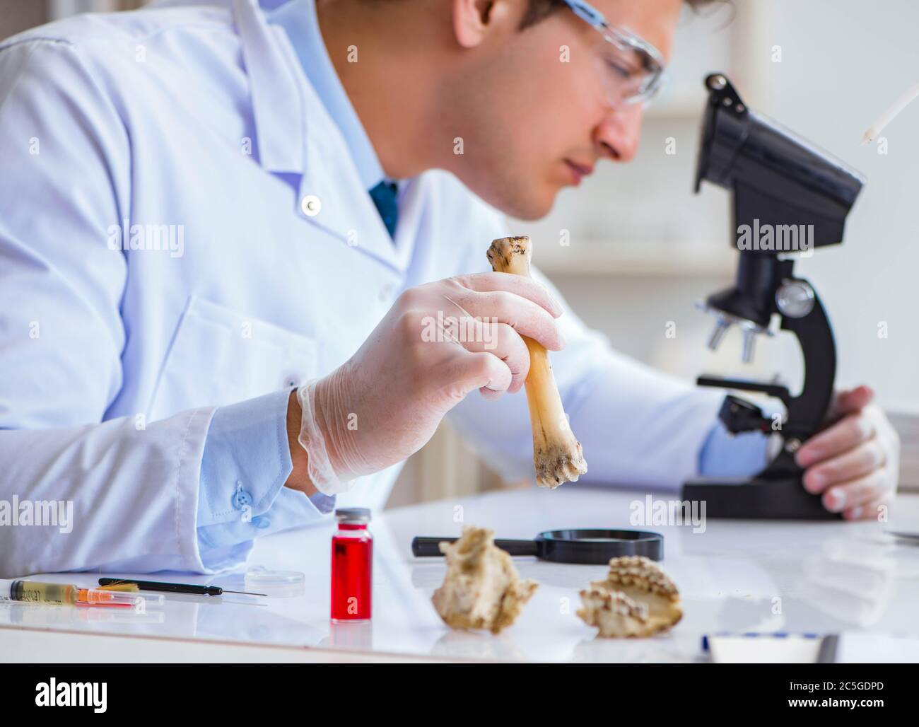 The paleontologist looking at extinct animal bone Stock Photo - Alamy