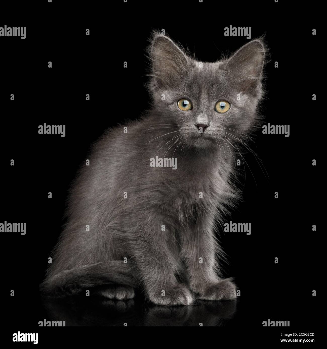 Gray Kitten, Sitting and Looking in Camera, on Isolated Black ...