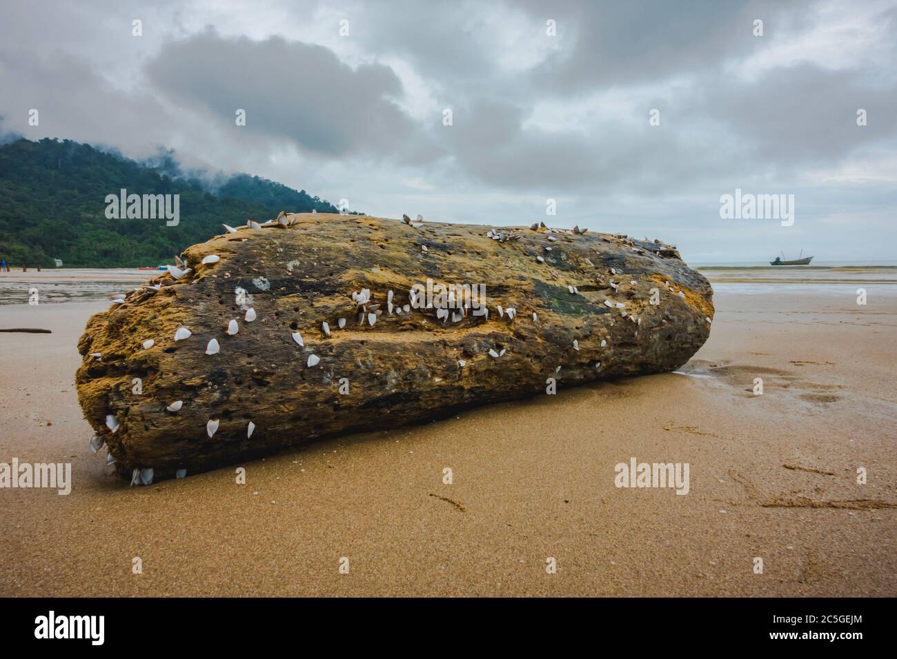 Dead Wooden tree log on the beach at Telok Melano, Sarawak Stock Photo ...