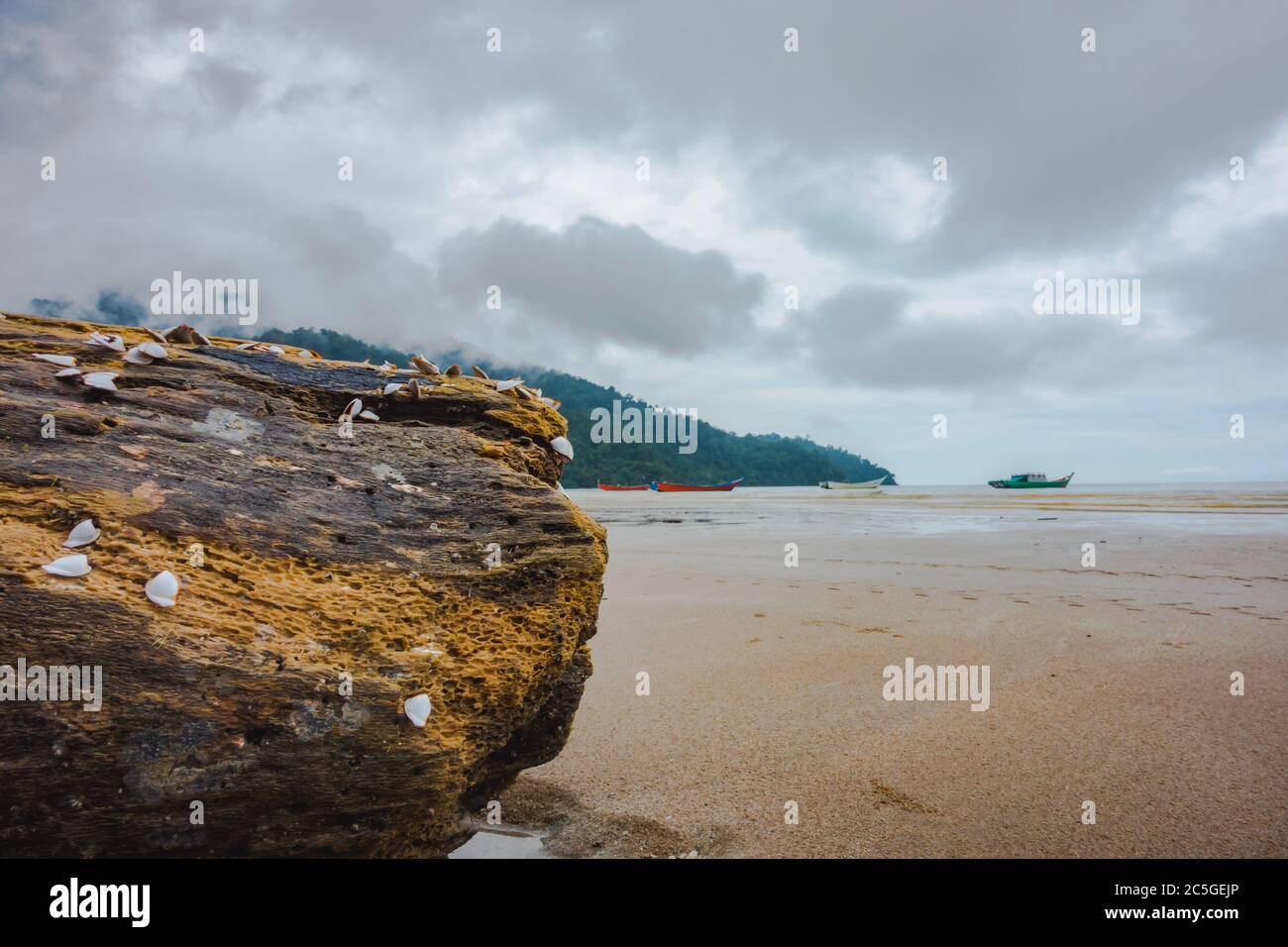 Dead Wooden tree log on the beach at Telok Melano, Sarawak Stock Photo ...