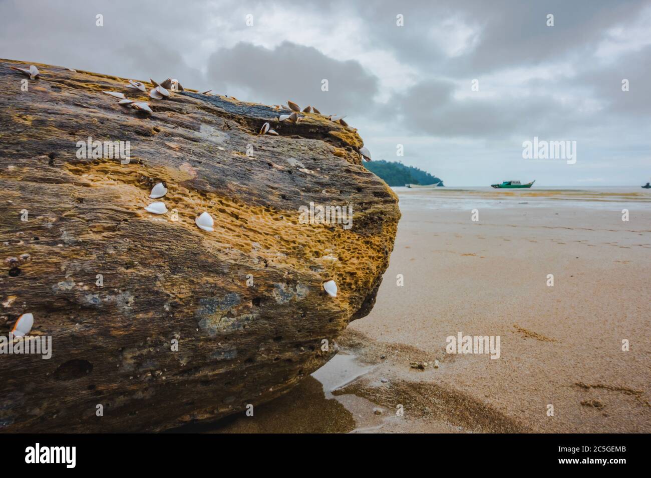 Dead Wooden tree log on the beach at Telok Melano, Sarawak Stock Photo ...