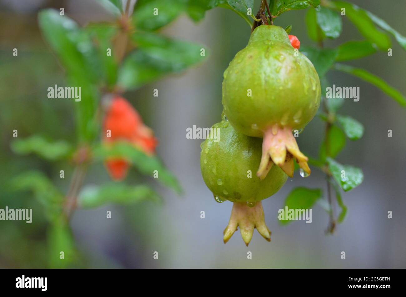 Mathalam hi-res stock photography and images - Alamy