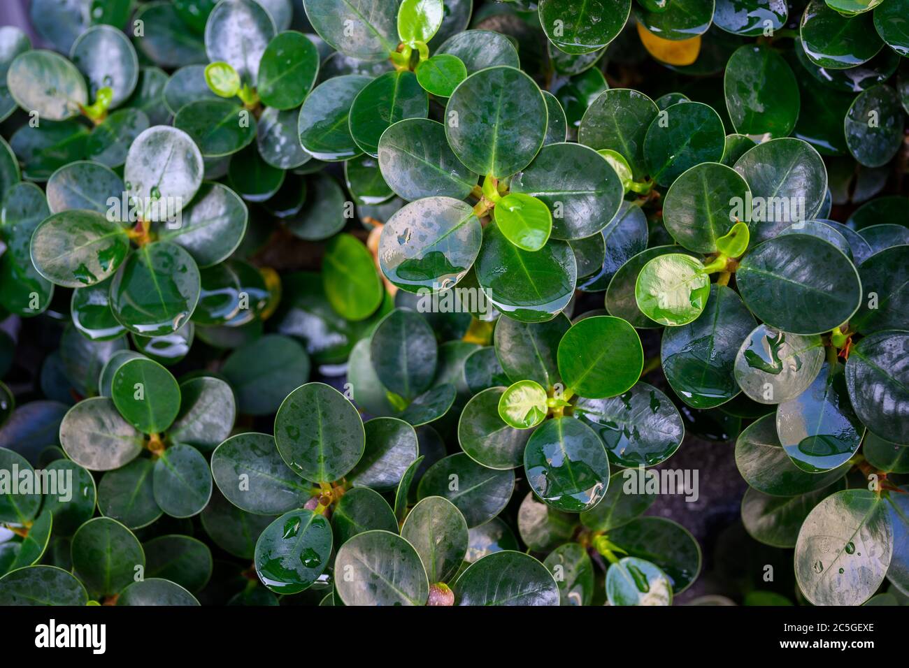 Ficusannulata or Blume tree, a small perennial plant With round and ...
