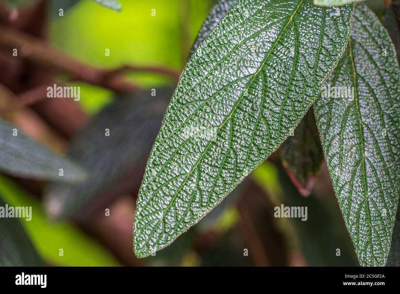 Beautiful texture of green velvety leaves. Close-up of green plant with ...