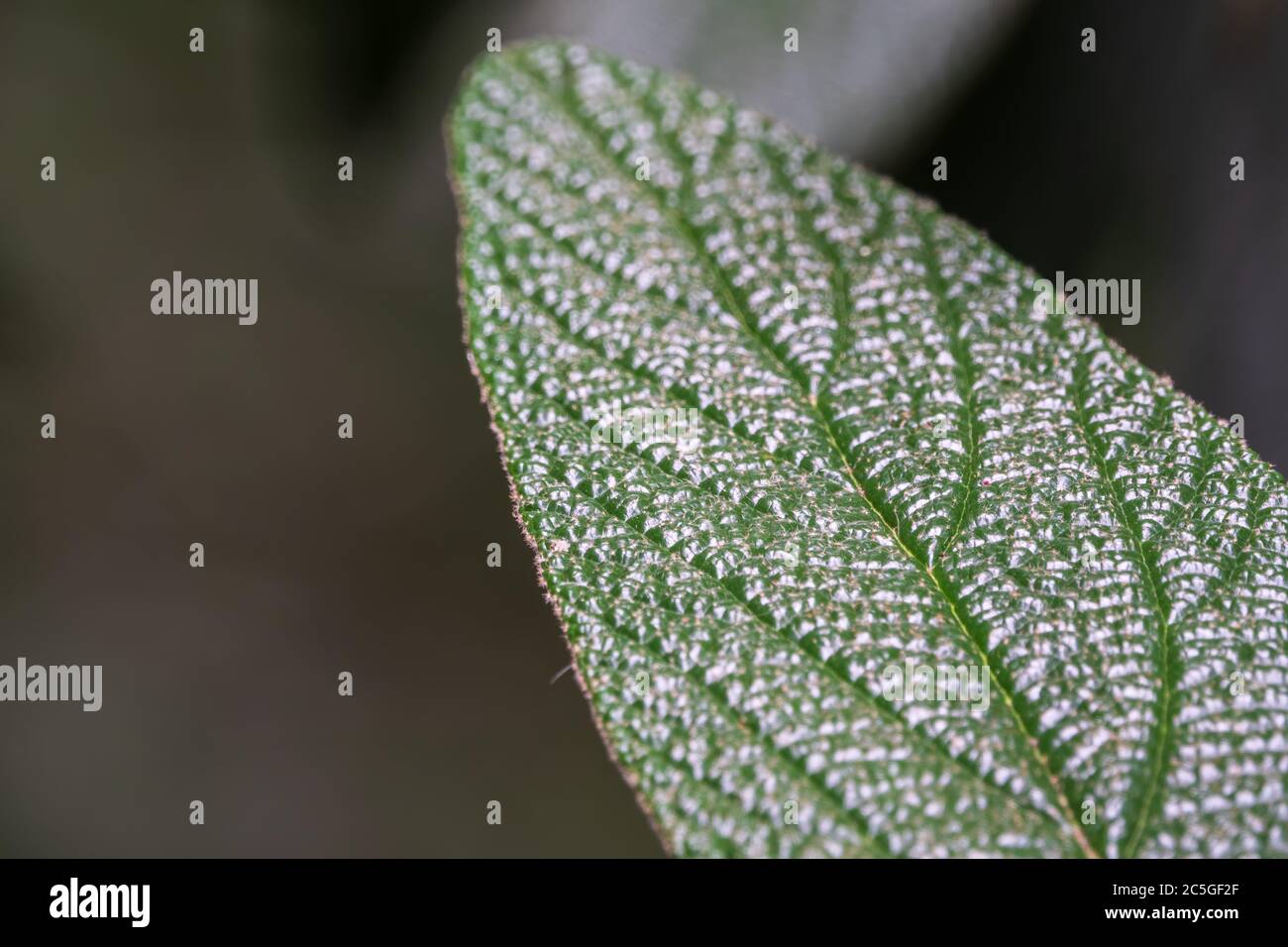 Velvety leaf surface hi-res stock photography and images - Alamy