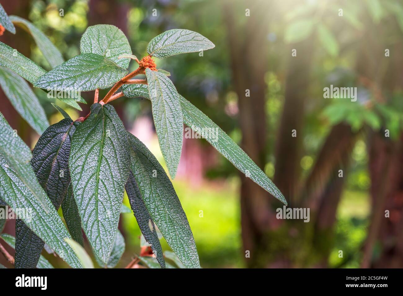 Beautiful texture of green velvety leaves. Close-up of green plant with ...