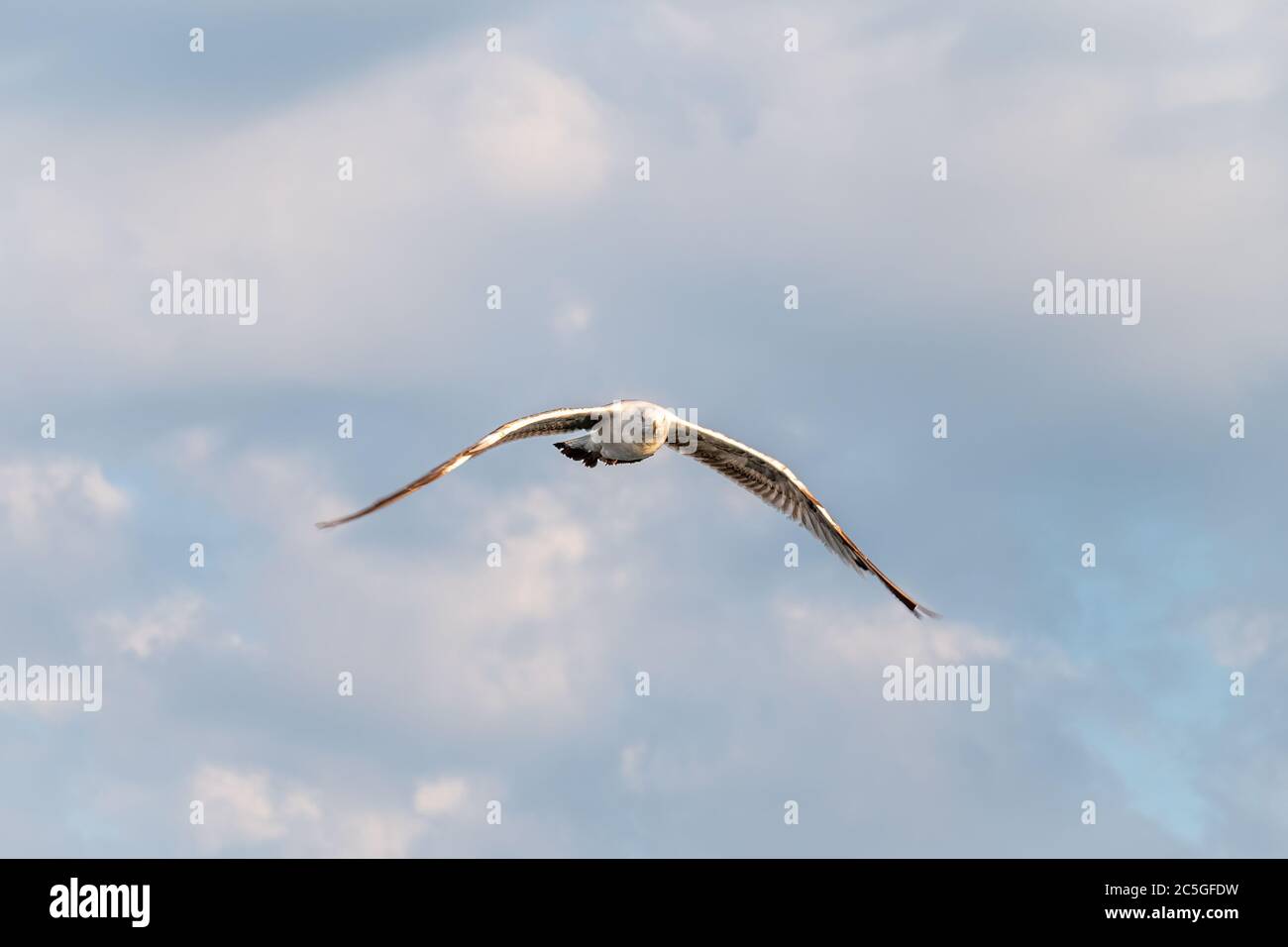 Sea gull in the cloudy blue sky. The European herring gull flying in ...