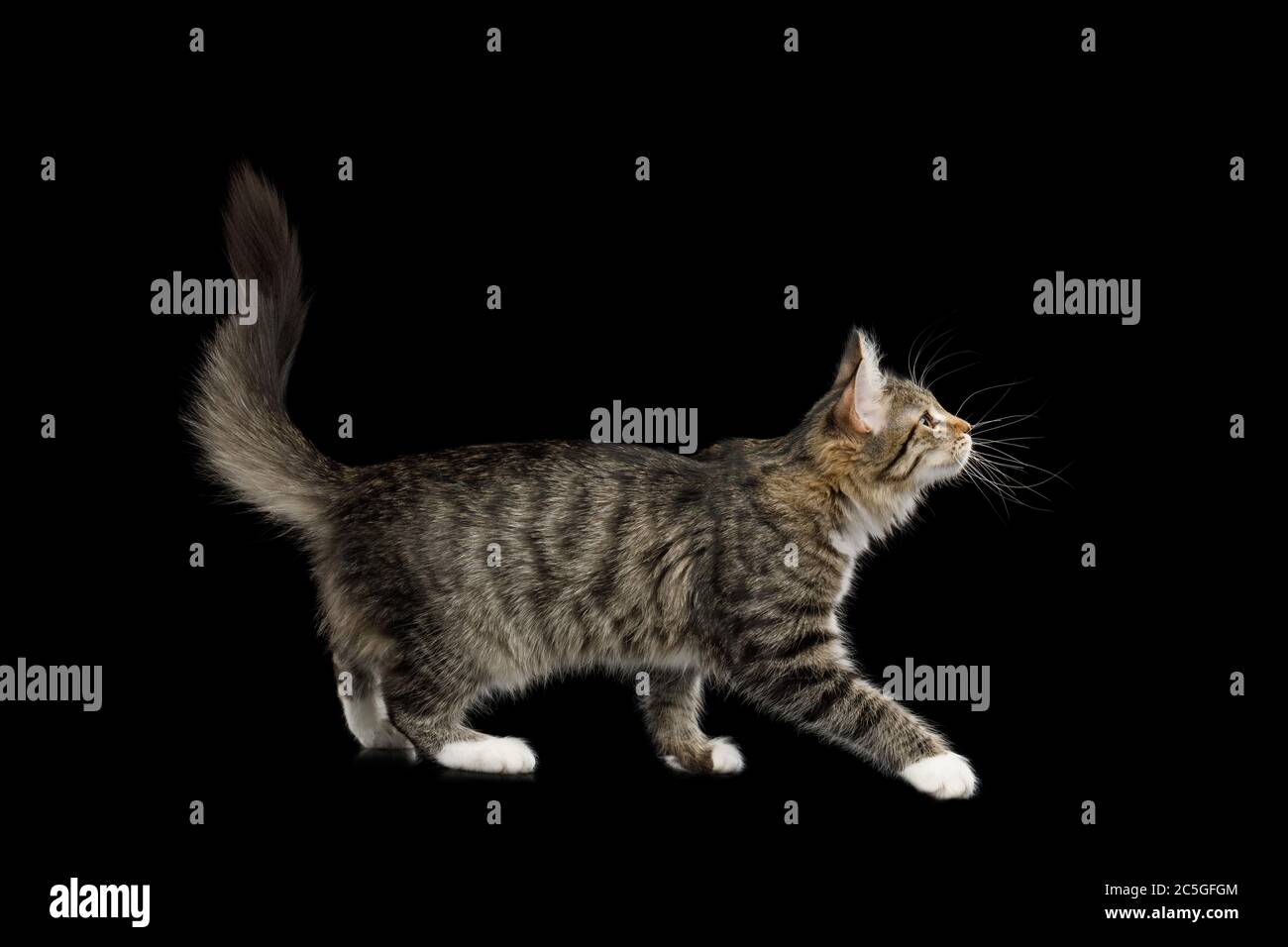 Black cat walking side view hi-res stock photography and images - Alamy