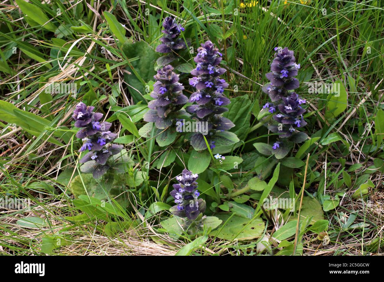Ajuga pyramidalis, Pyramidal Bugle. Wild plant shot in summer Stock ...