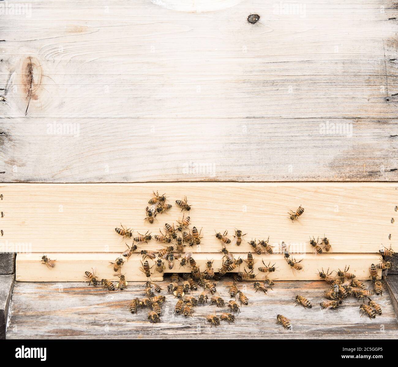 Italian honey bees bringing in lemon yellow pollen to a hive in spring ...
