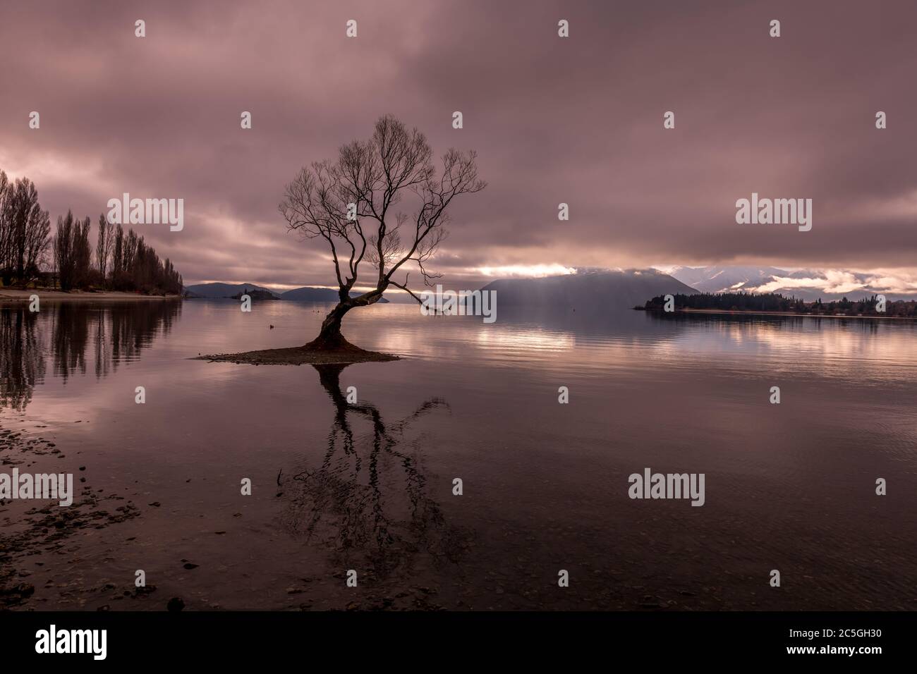 Isolation: Tree growing in Lake Wanaka, New Zealand Stock Photo - Alamy