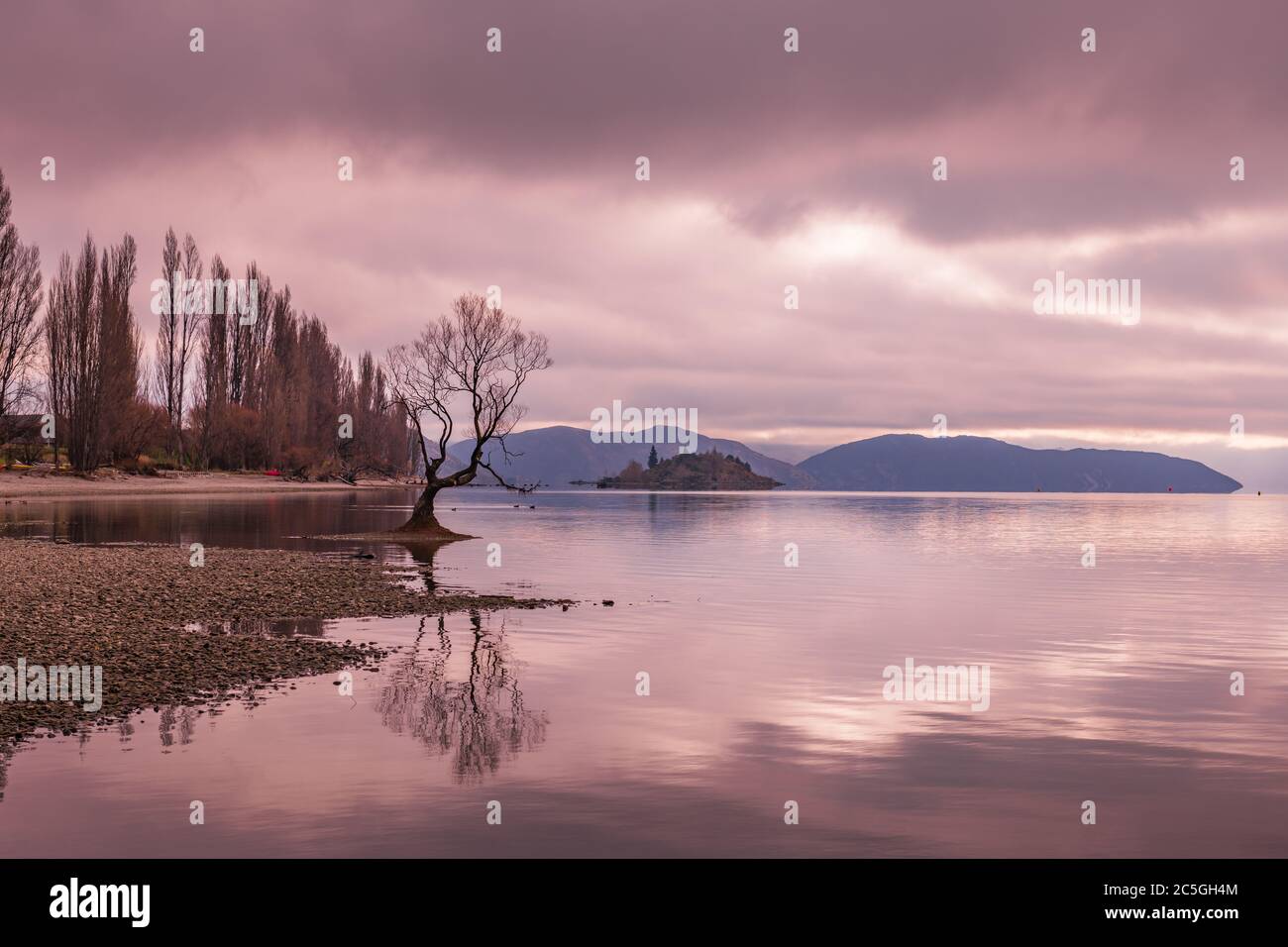 Isolation: Tree growing in Lake Wanaka, New Zealand Stock Photo - Alamy