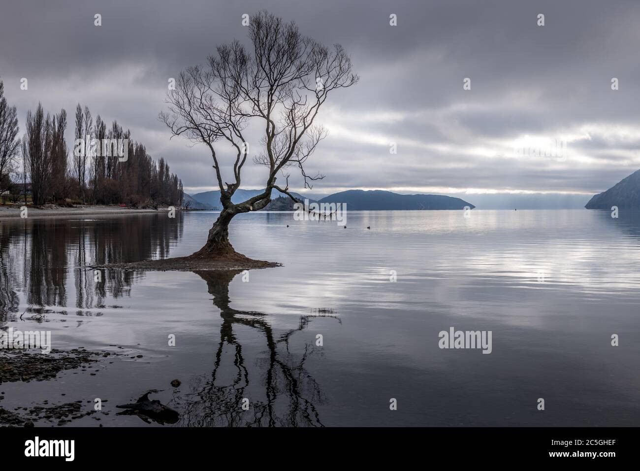 Isolation: Tree growing in Lake Wanaka, New Zealand Stock Photo - Alamy