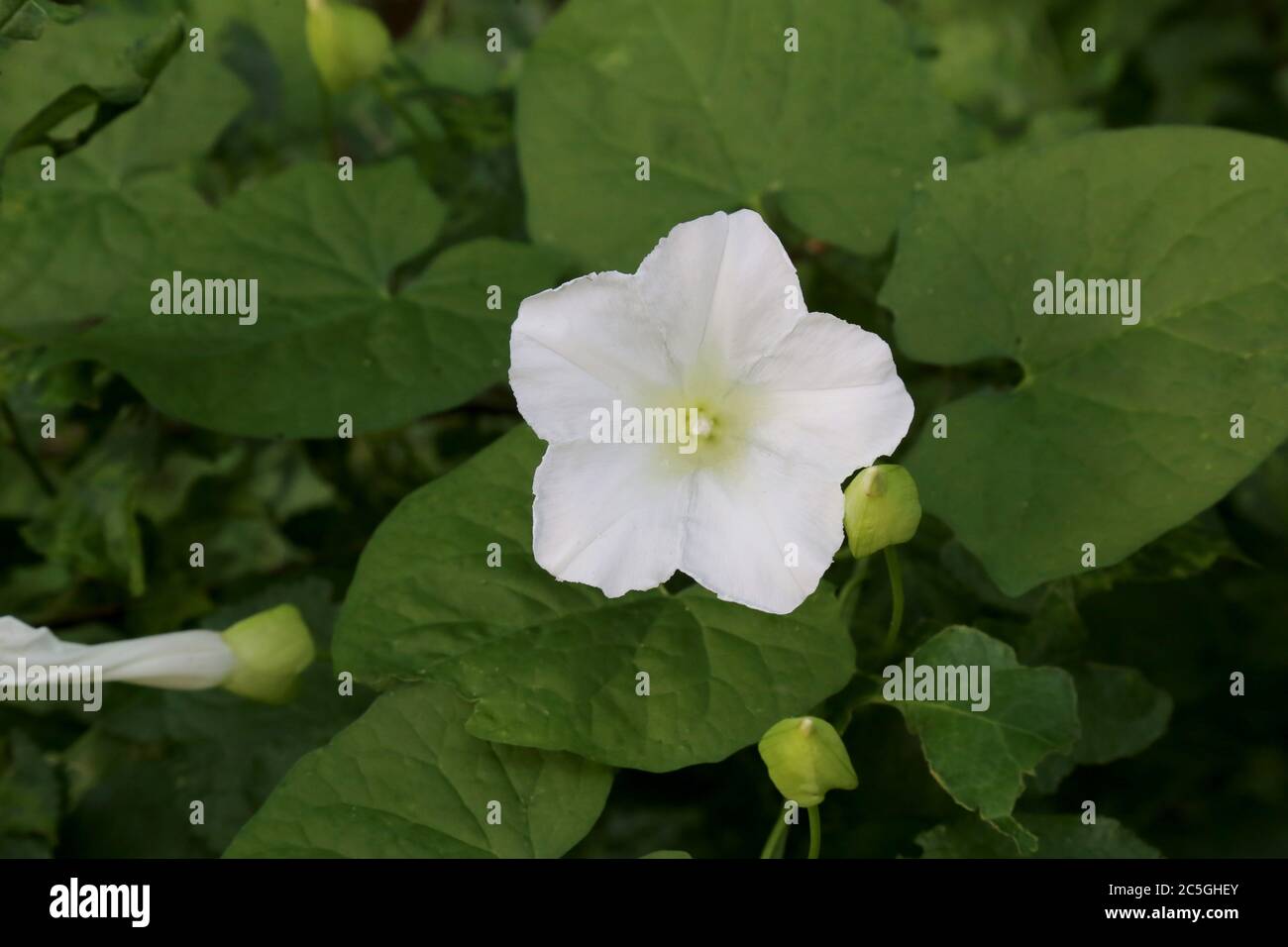 Calystegia sylvatica, Great Bindweed. Wild plant shot in summer Stock ...
