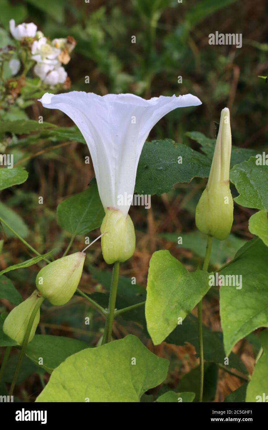 Calystegia sylvatica, Great Bindweed. Wild plant shot in summer Stock ...