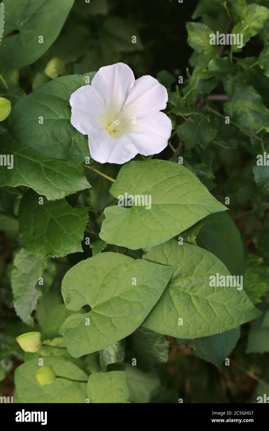 Calystegia sylvatica, Great Bindweed. Wild plant shot in summer Stock ...
