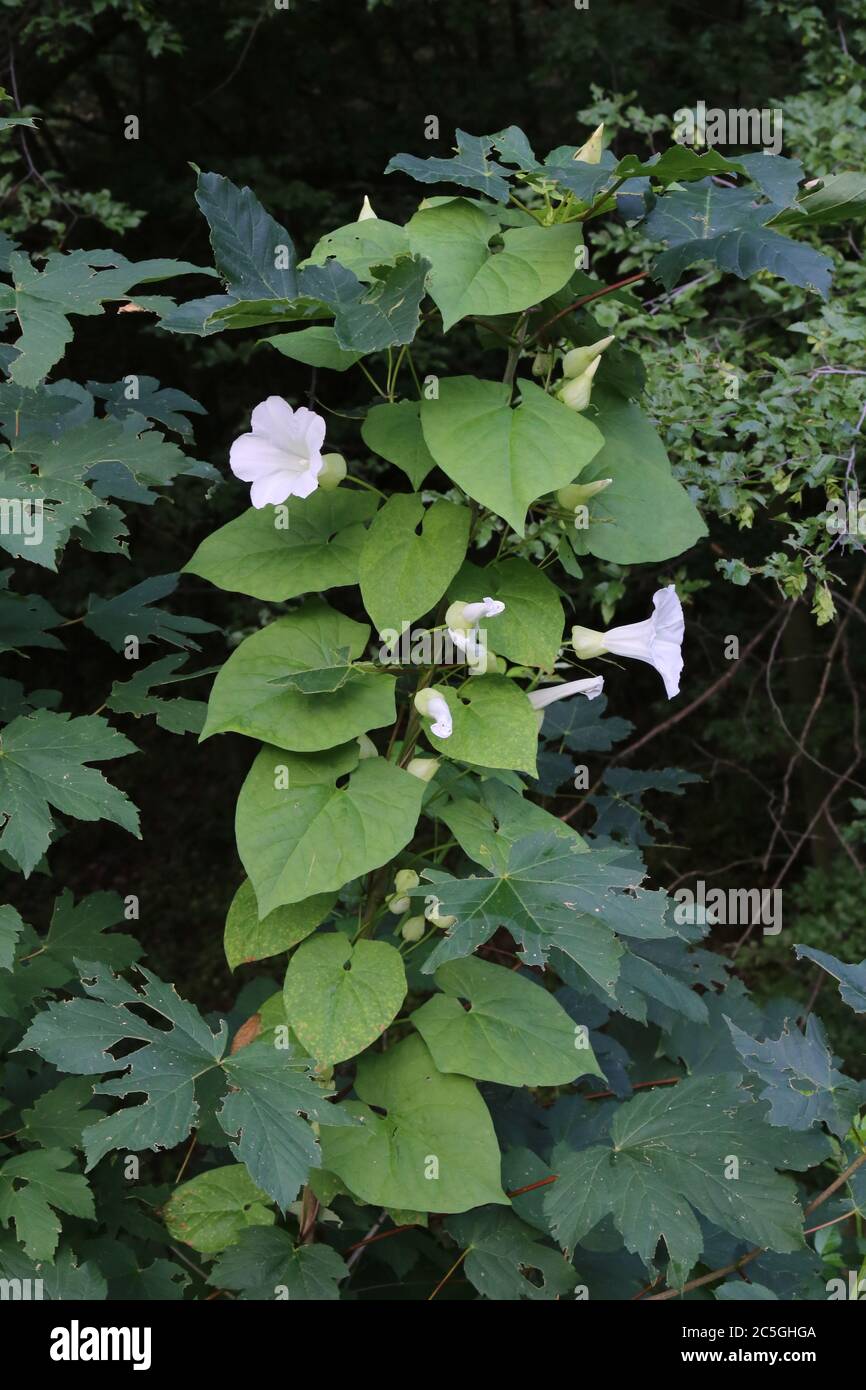 Calystegia sylvatica, Great Bindweed. Wild plant shot in summer Stock ...