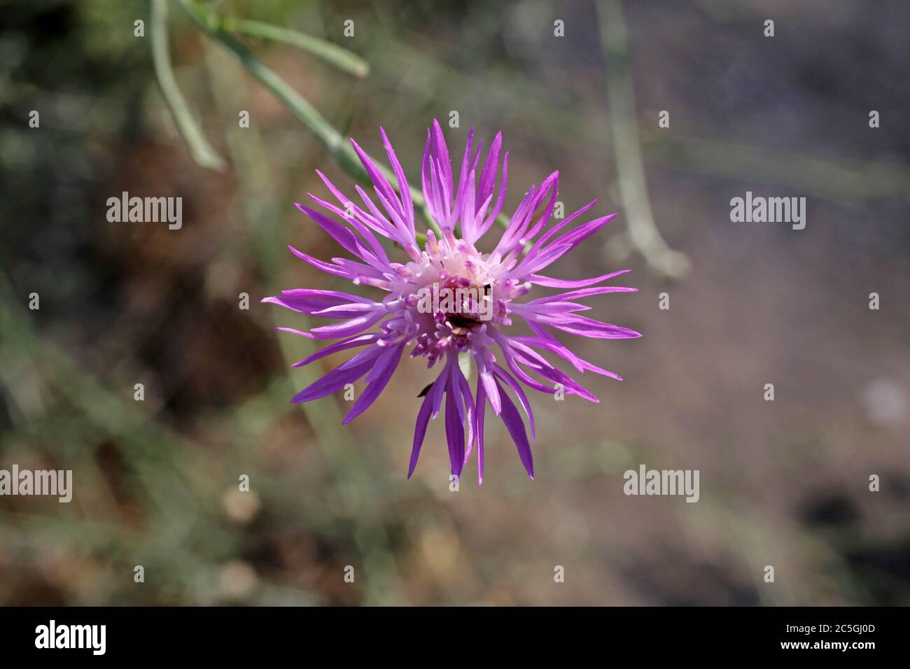 Centaurea arenaria hi-res stock photography and images - Alamy