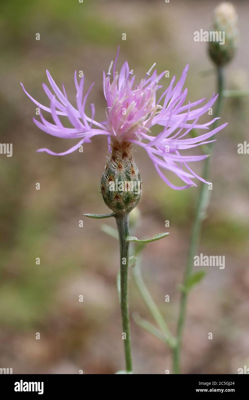 Centaurea cuneifolia hi-res stock photography and images - Alamy