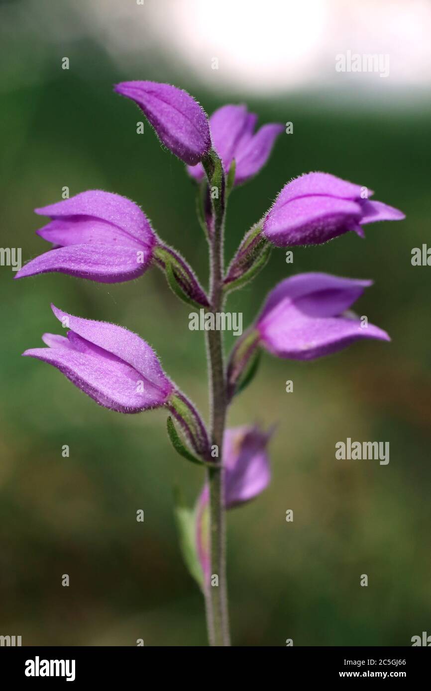 Cephalanthera rubra, Red Helleborine. Wild plant shot in summer Stock ...