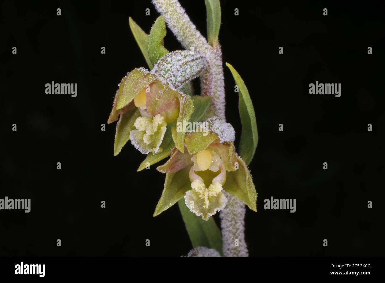 Epipactis microphylla, Small-Leaved Helleborine. Wild plant shot in ...