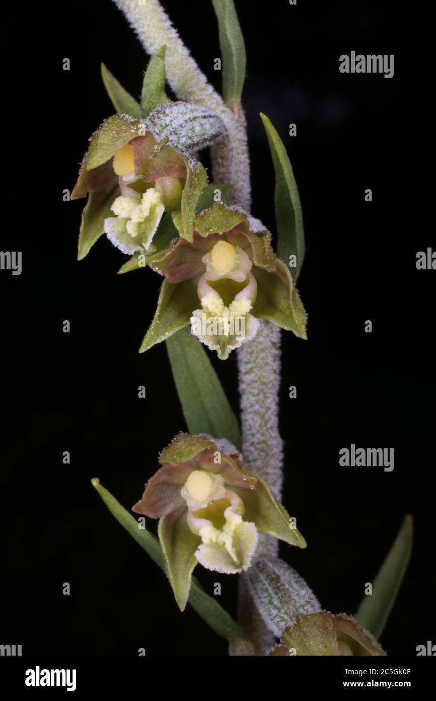 Epipactis microphylla, Small-Leaved Helleborine. Wild plant shot in ...