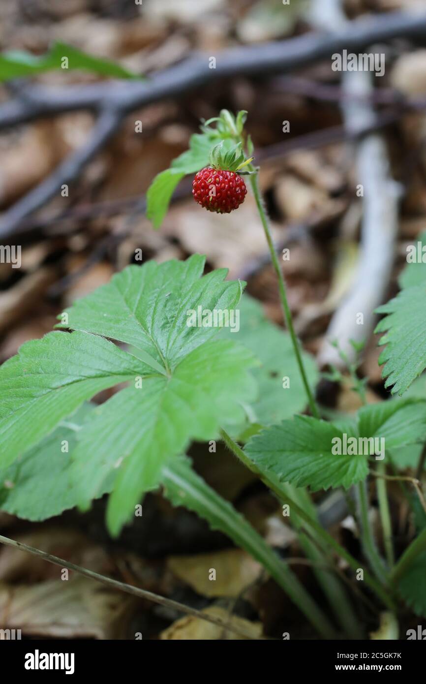 Fragaria vesca botanical hi-res stock photography and images - Alamy