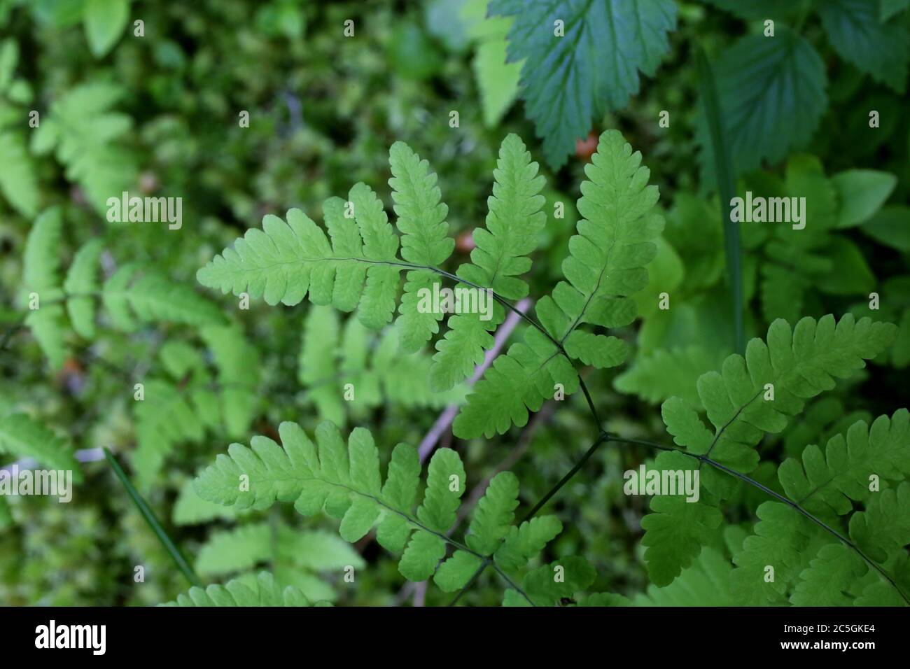 Gymnocarpium hi-res stock photography and images - Alamy