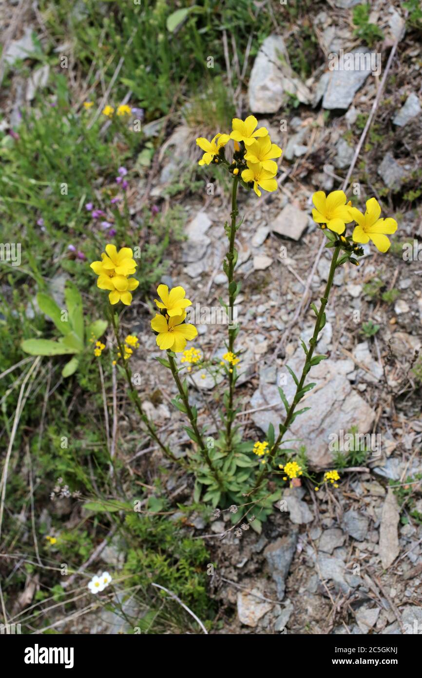 Linum capitatum hi-res stock photography and images - Alamy