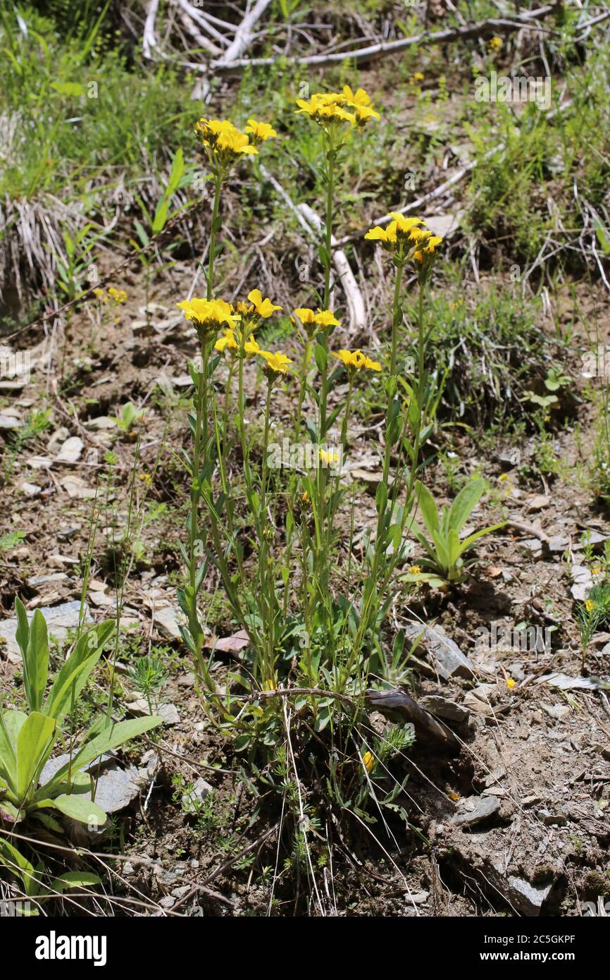 Plants linum hi-res stock photography and images - Alamy