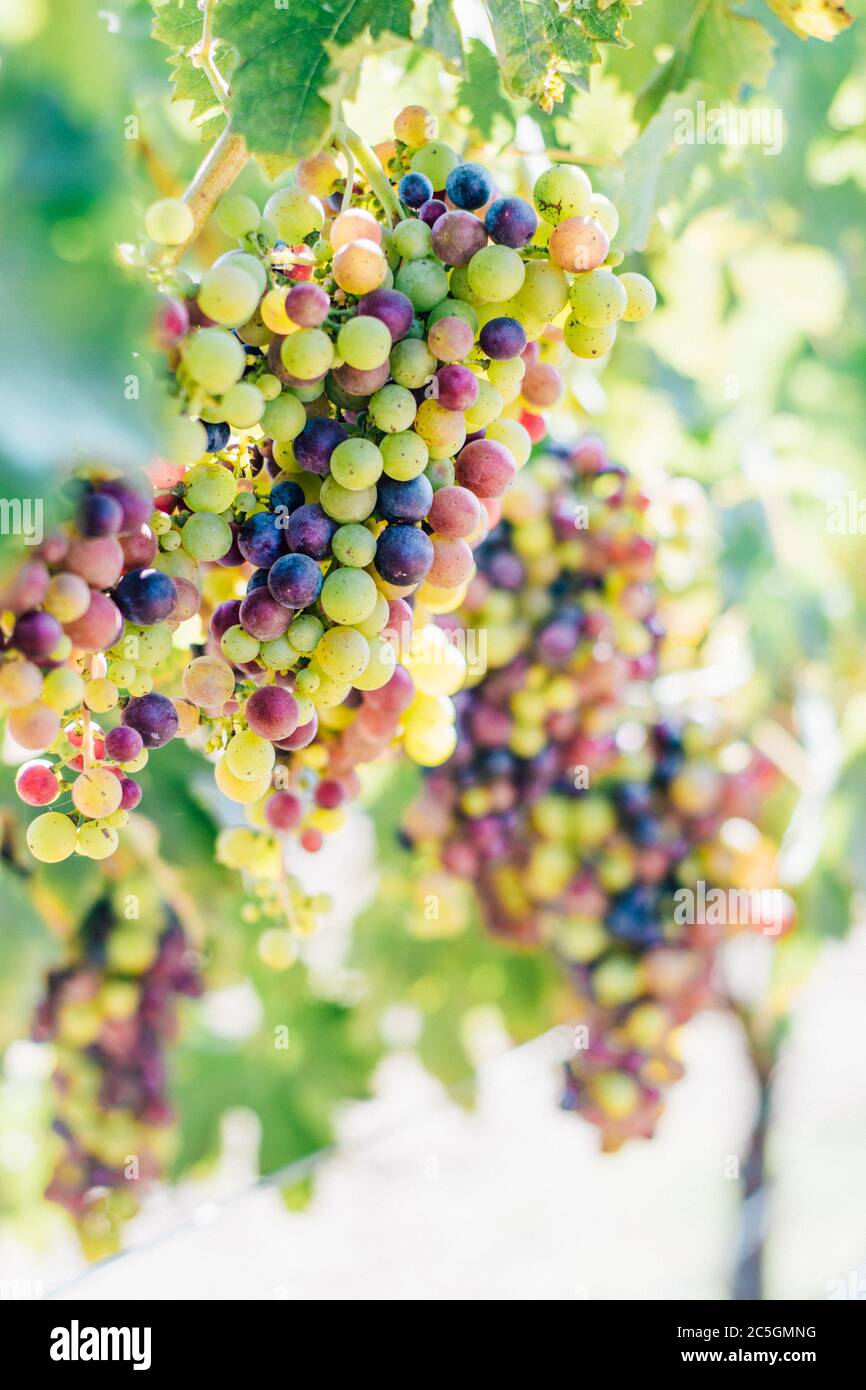 Red grape sonoma hi-res stock photography and images - Alamy