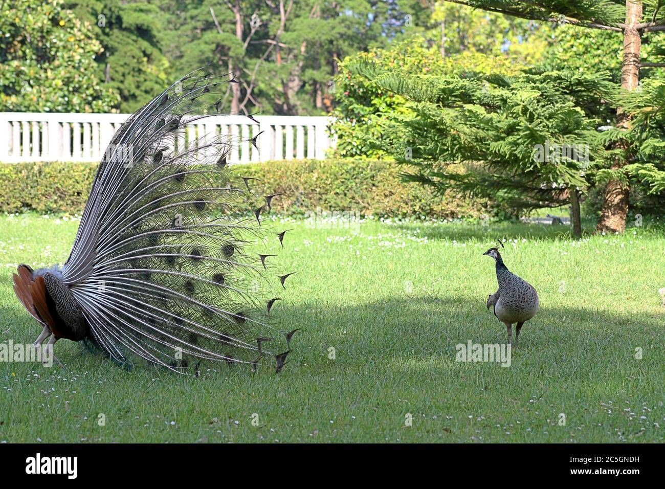 Male and female peacock hi-res stock photography and images - Alamy