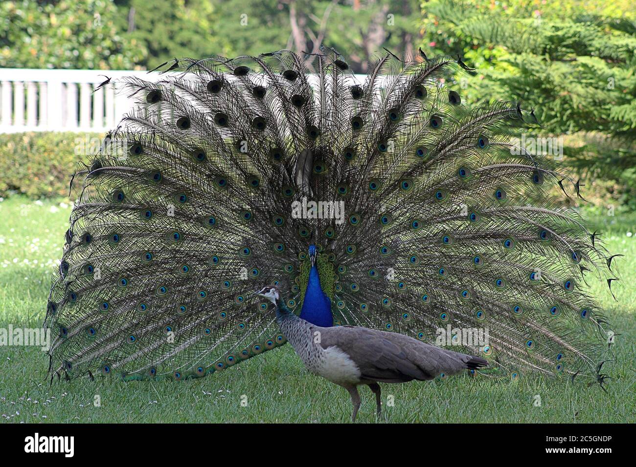 Male and female peacock hi-res stock photography and images - Alamy