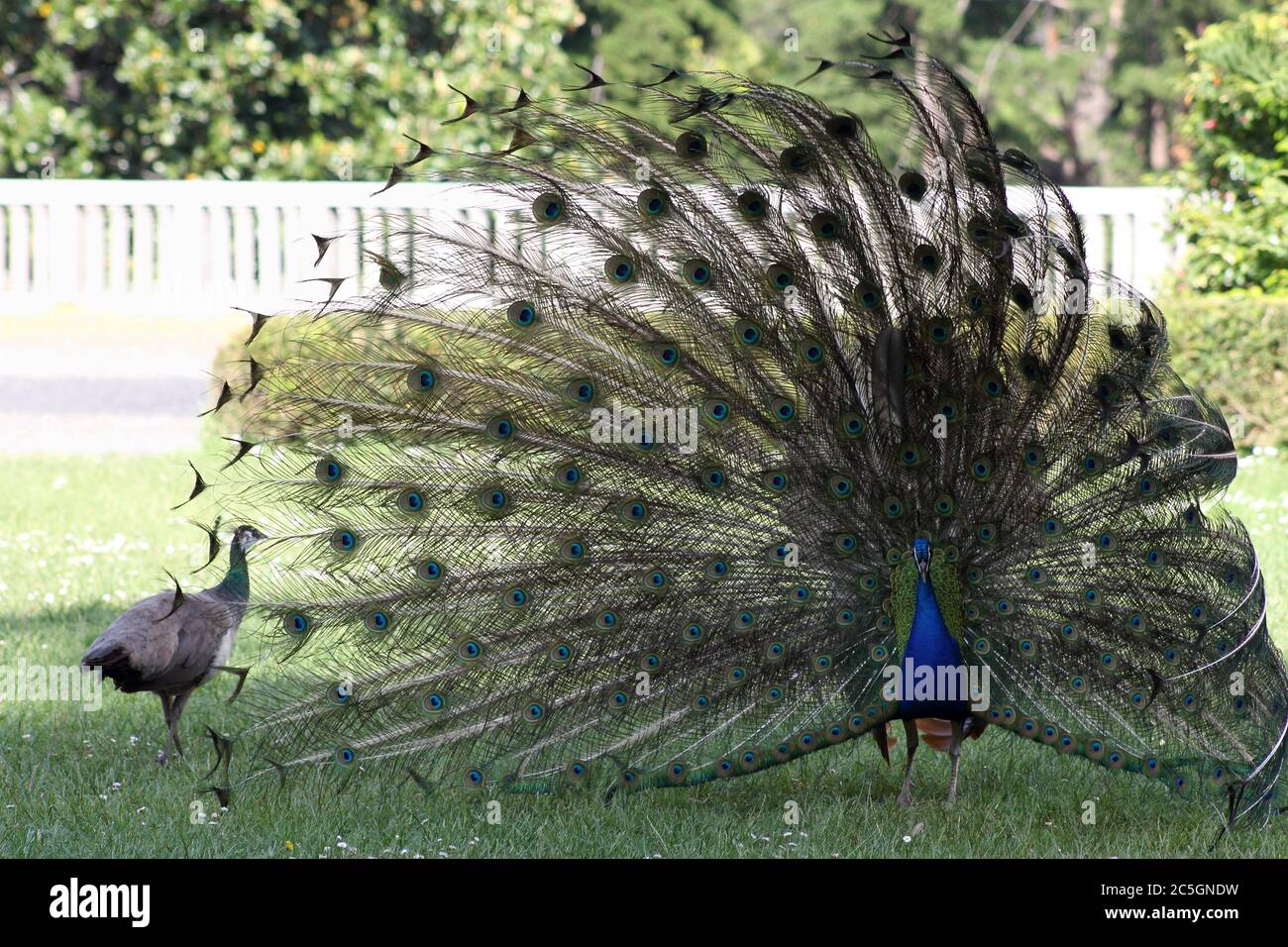 Male and female peacock hi-res stock photography and images - Alamy