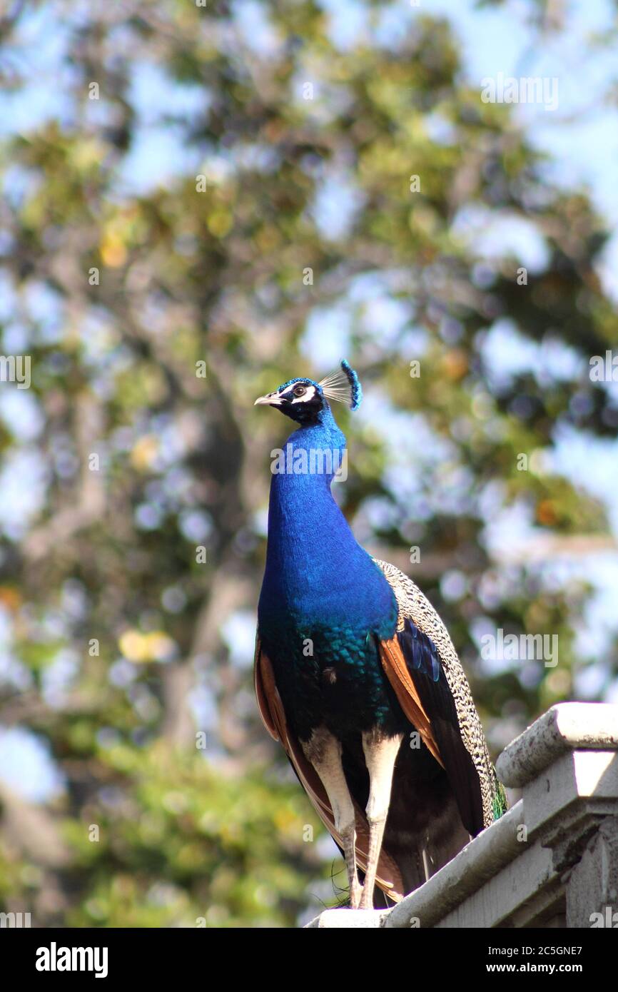 Male peahen hi-res stock photography and images - Alamy