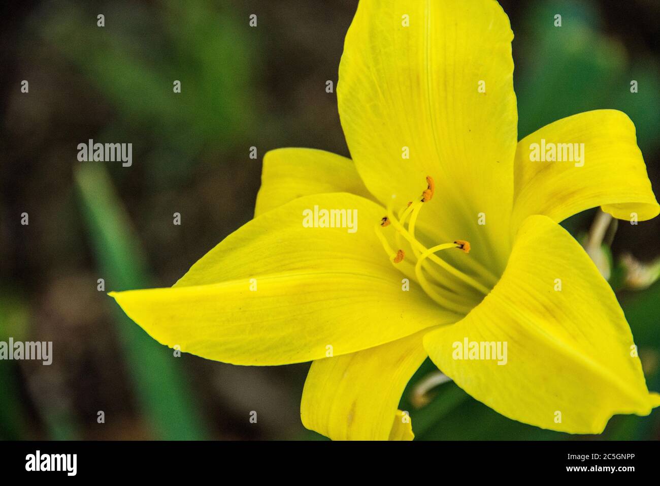 Habiscus hi-res stock photography and images - Alamy