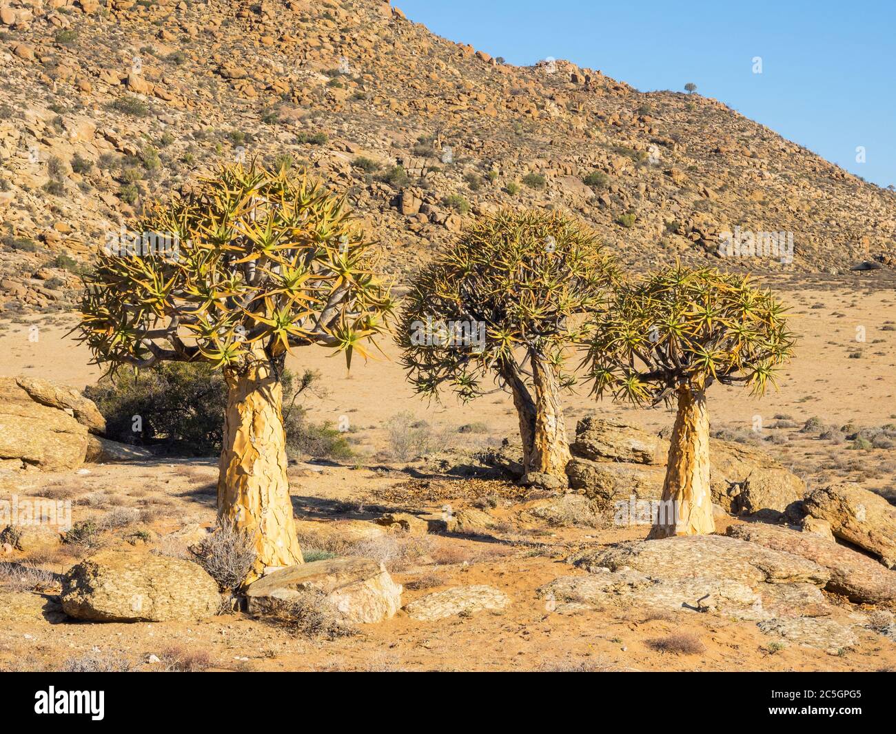 Kokerboom or Quiver Trees growing in the Goegap Nature Reserve in the ...