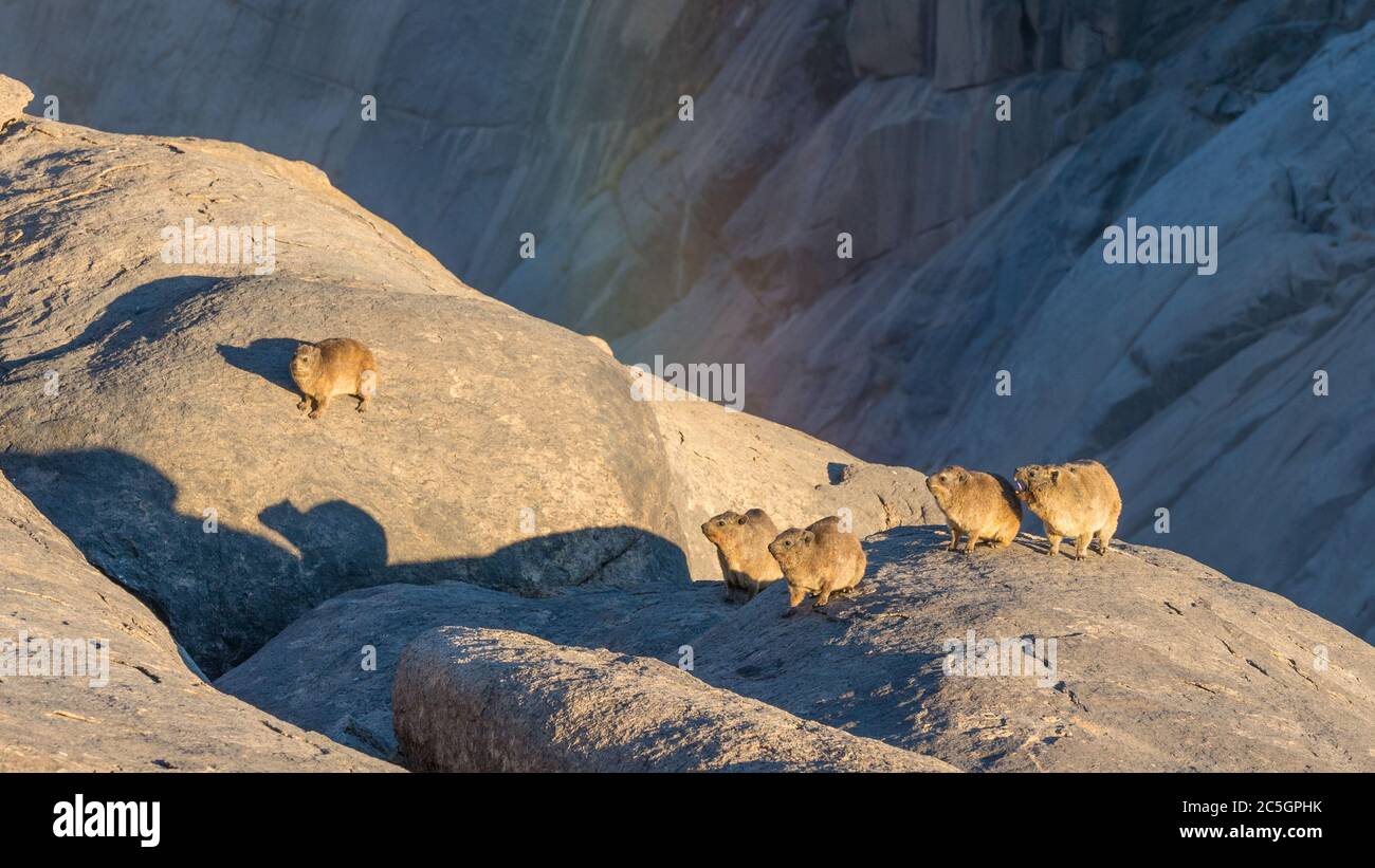 Rock Hyrax or Dassies on a cliff ledge below Augrabies Falls in South ...