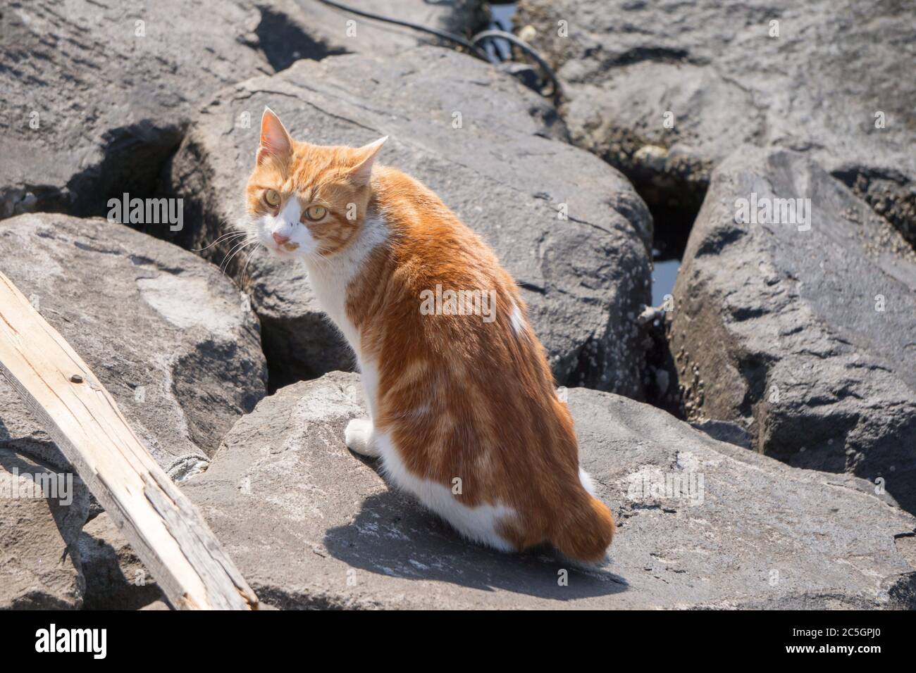 calico bobtail cat sitting on rock Stock Photo - Alamy