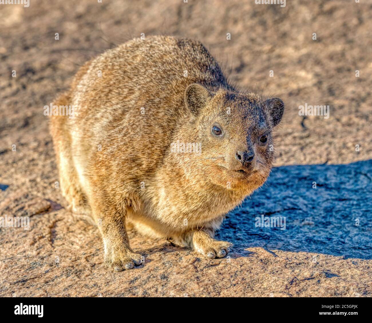 Portrait of a Rock Hyrax or Dassie near Augrabies Falls in South Africa ...