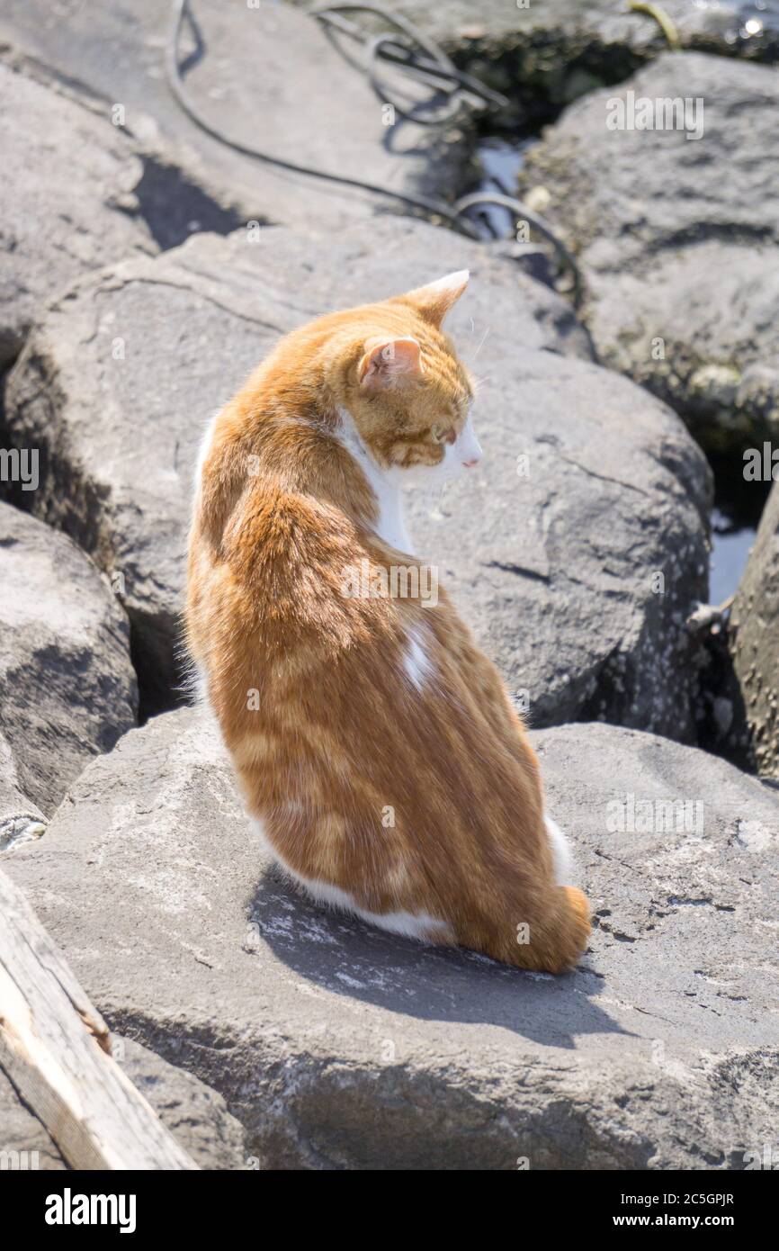 calico bobtail cat sitting on rock Stock Photo - Alamy