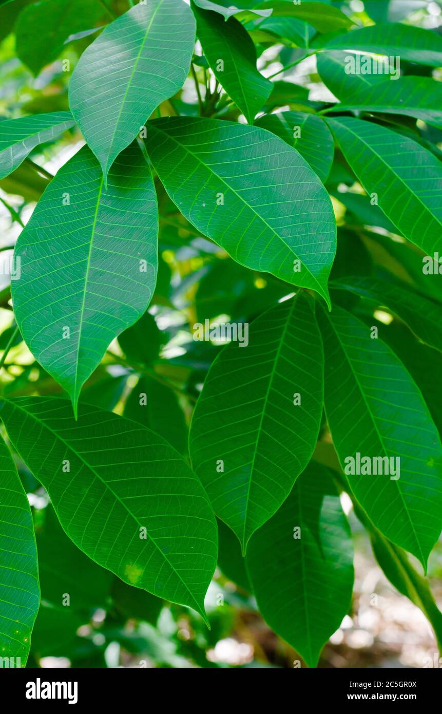 Green Leaf of Para Rubber Tree In Natural Garden Stock Photo - Alamy