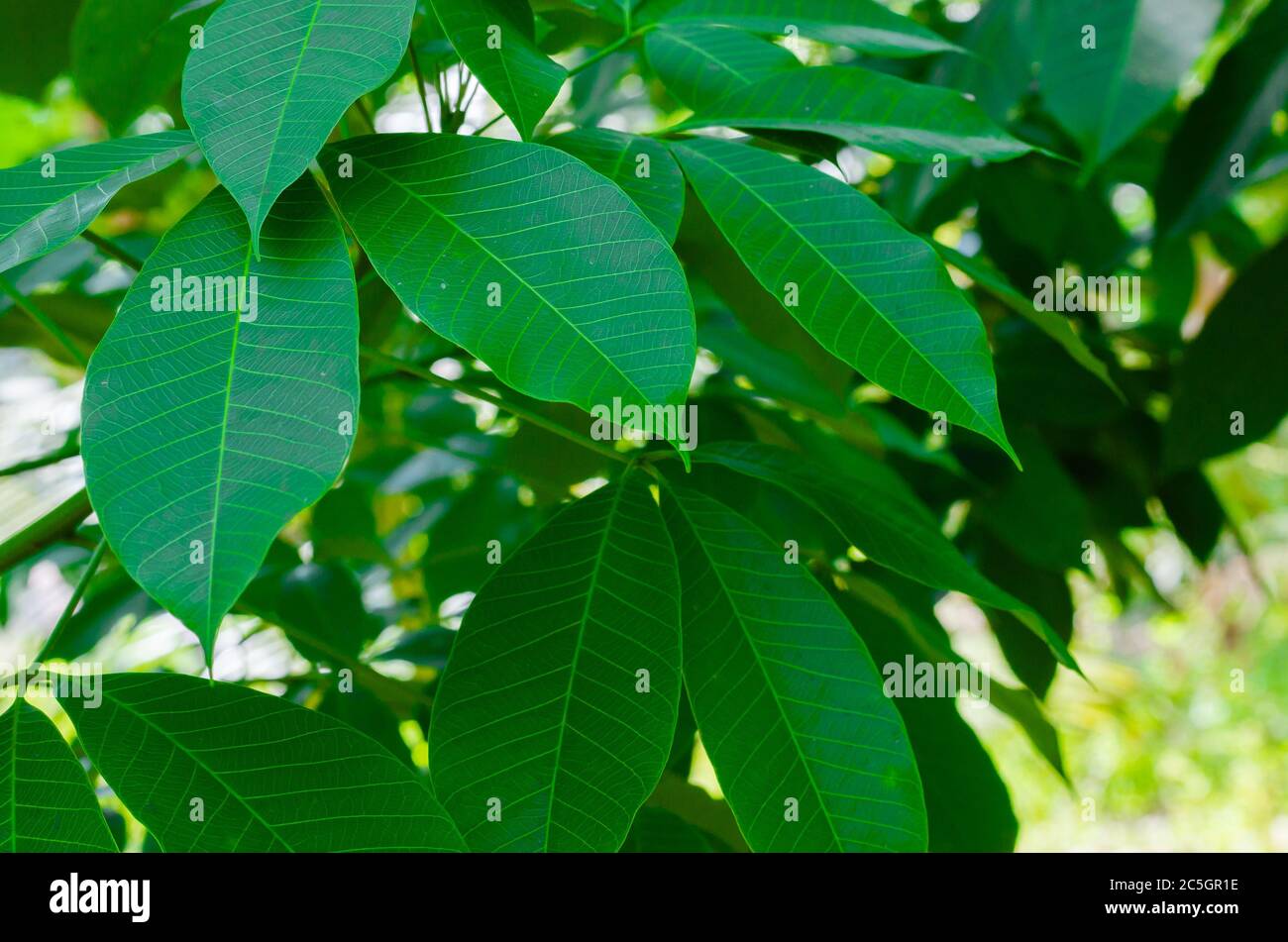 Green Leaf of Para Rubber Tree In Natural Garden Stock Photo - Alamy