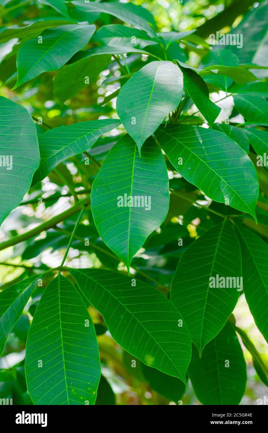 Green Leaf of Para Rubber Tree In Natural Garden Stock Photo - Alamy