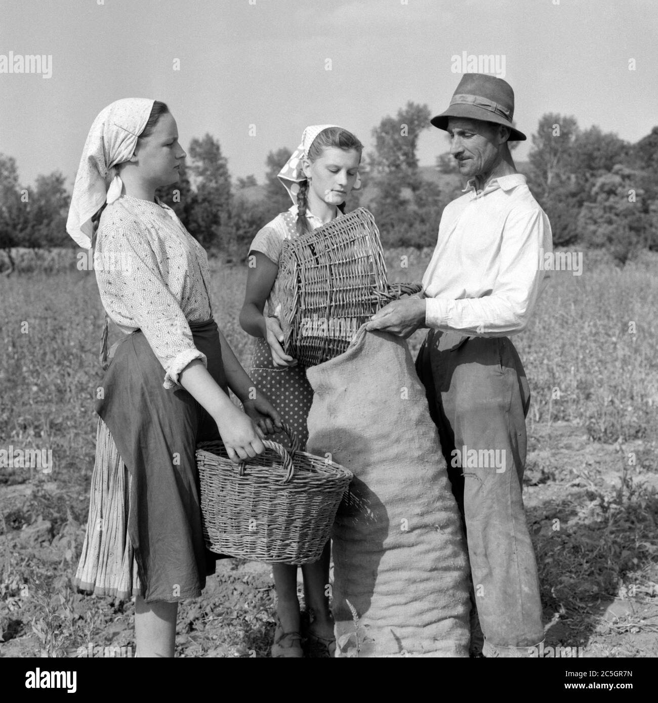 field workers hard at work harvesting potatoes by hand collecting in ...