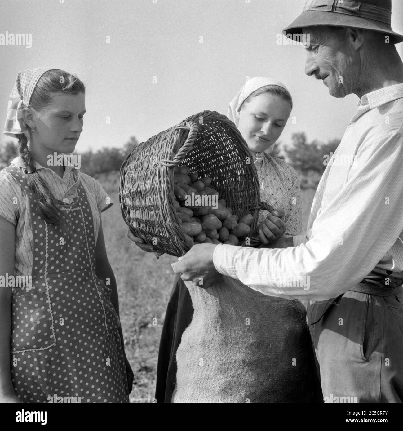 field workers hard at work harvesting potatoes by hand collecting in ...