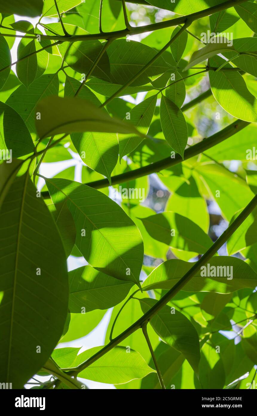 Green Foliage of Para Rubber Tree with Sunlight Stock Photo - Alamy