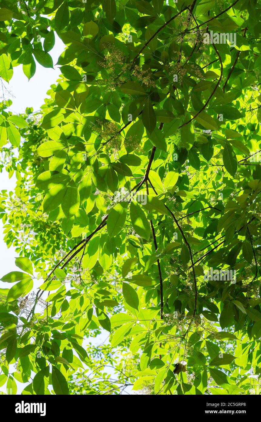 Green Foliage of Para Rubber Tree with Sunlight Stock Photo - Alamy