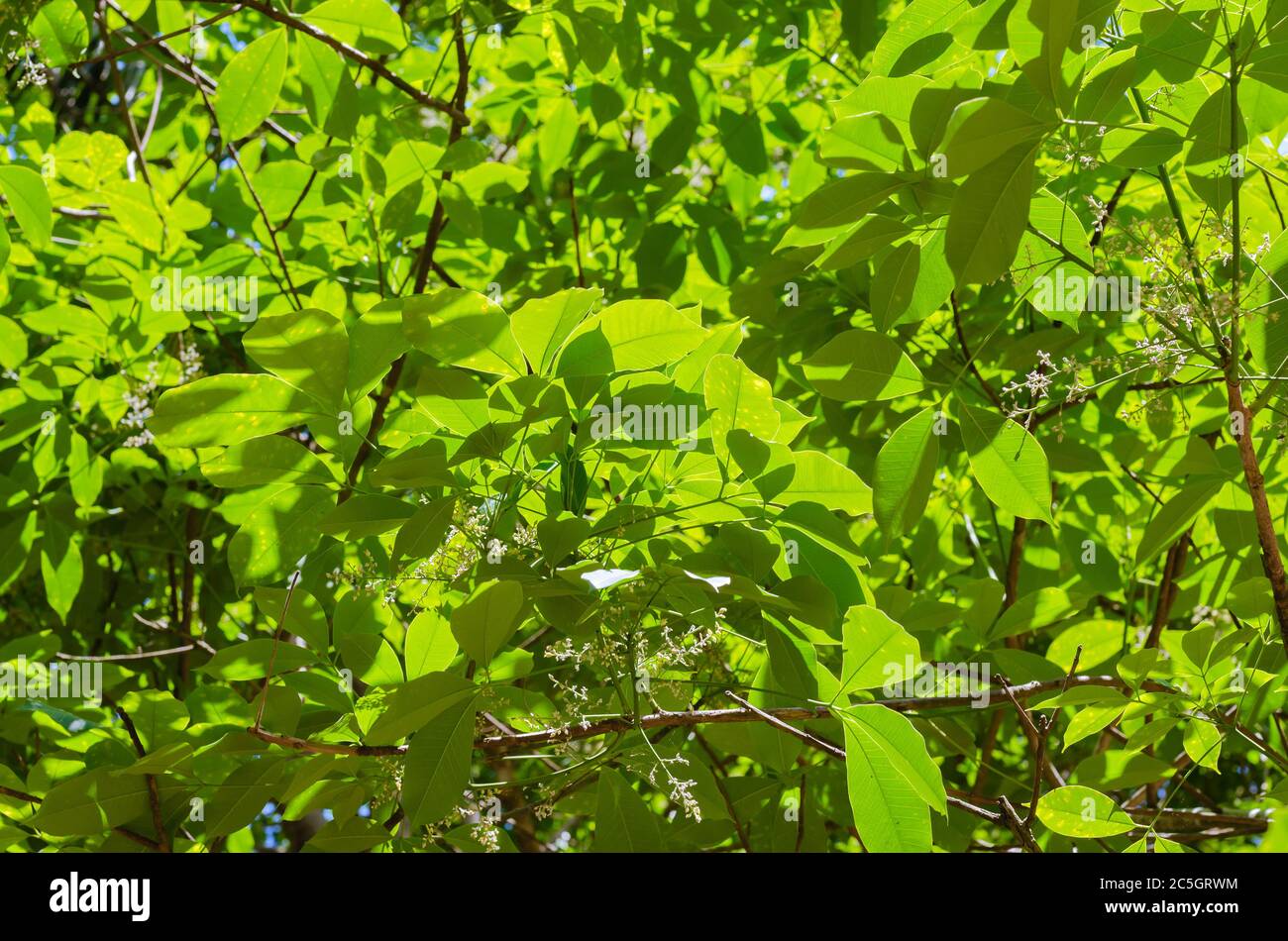 Pará rubber tree hi-res stock photography and images - Alamy